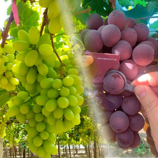 Grapes / Uvas – AMERICAN FRUITS EXPORT